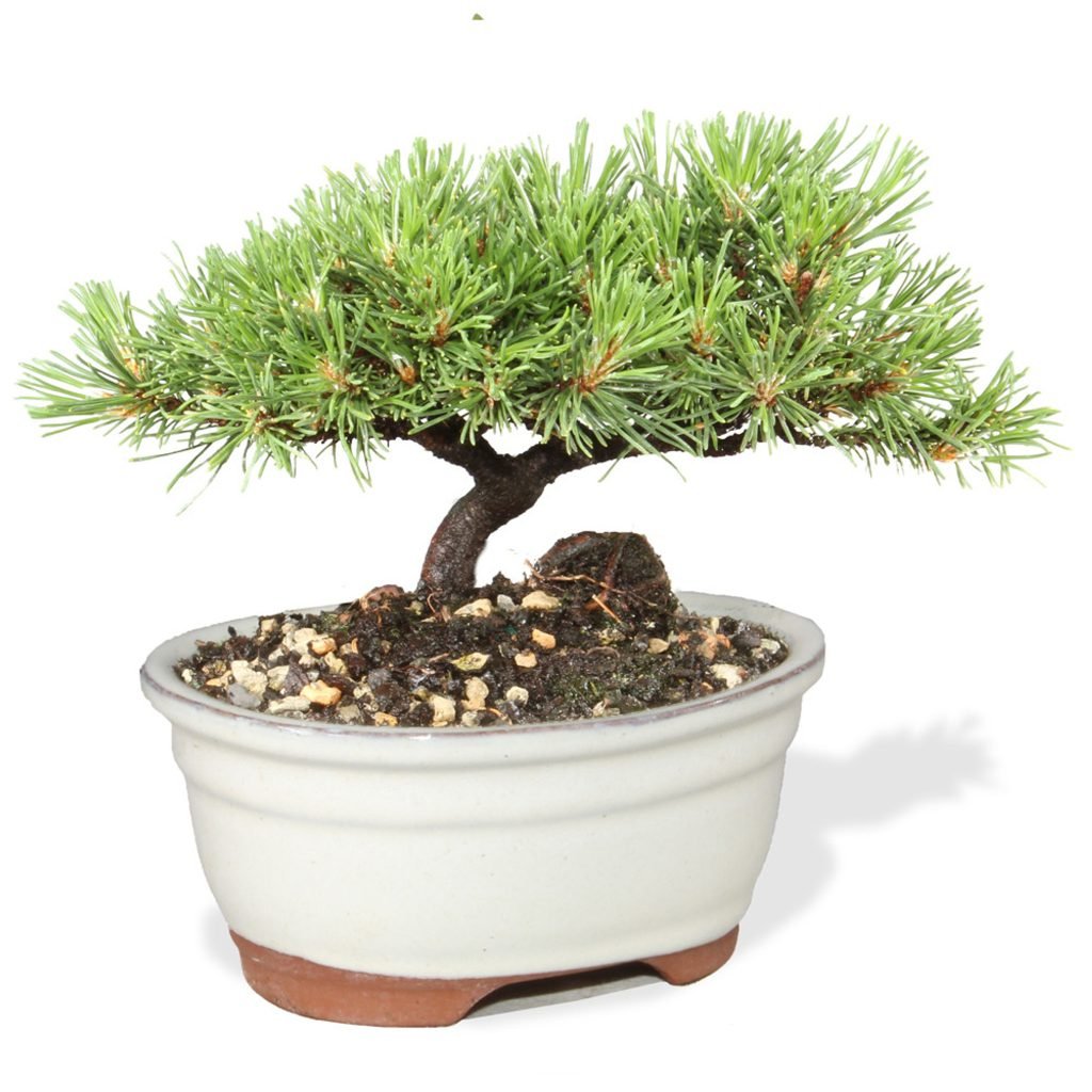 Dwarf Mugo Pine Bonsai
