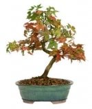 Trident Maple - PhFlower.com